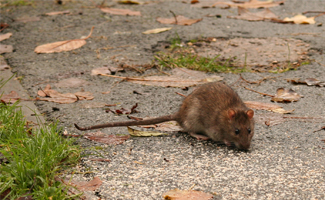 Why Do I Have Rats? - Cascade Pest Control