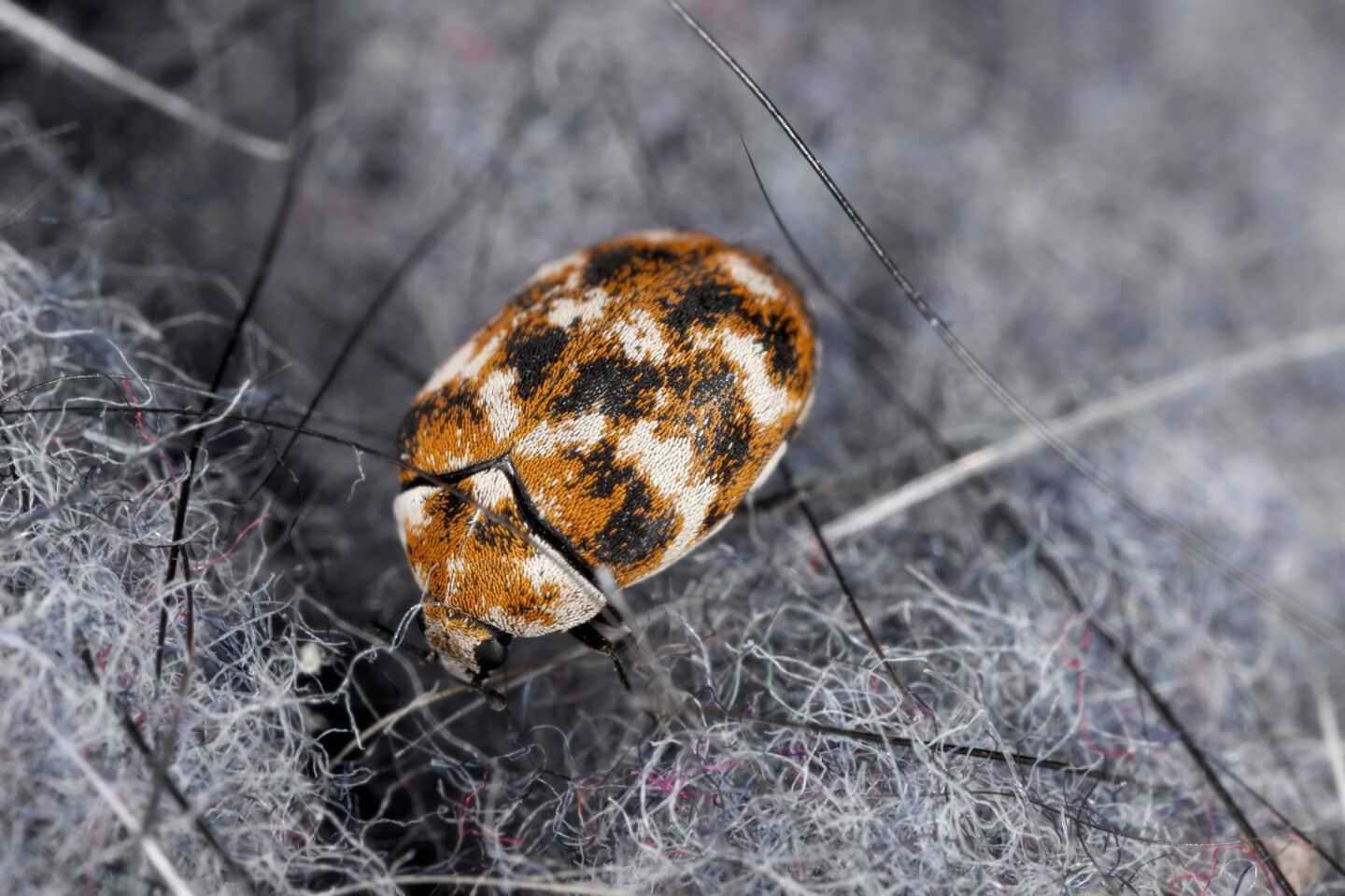 Misc. Pests – Extermination & Pest Control Services