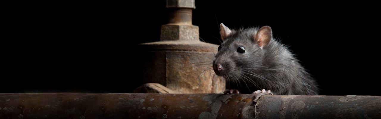 Seattle Pest, Rodent & Rat Control Services