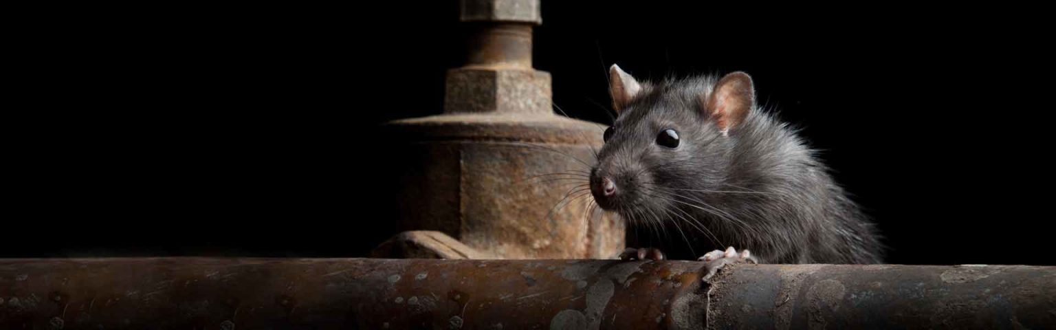 Seattle Pest, Rodent & Rat Control Services