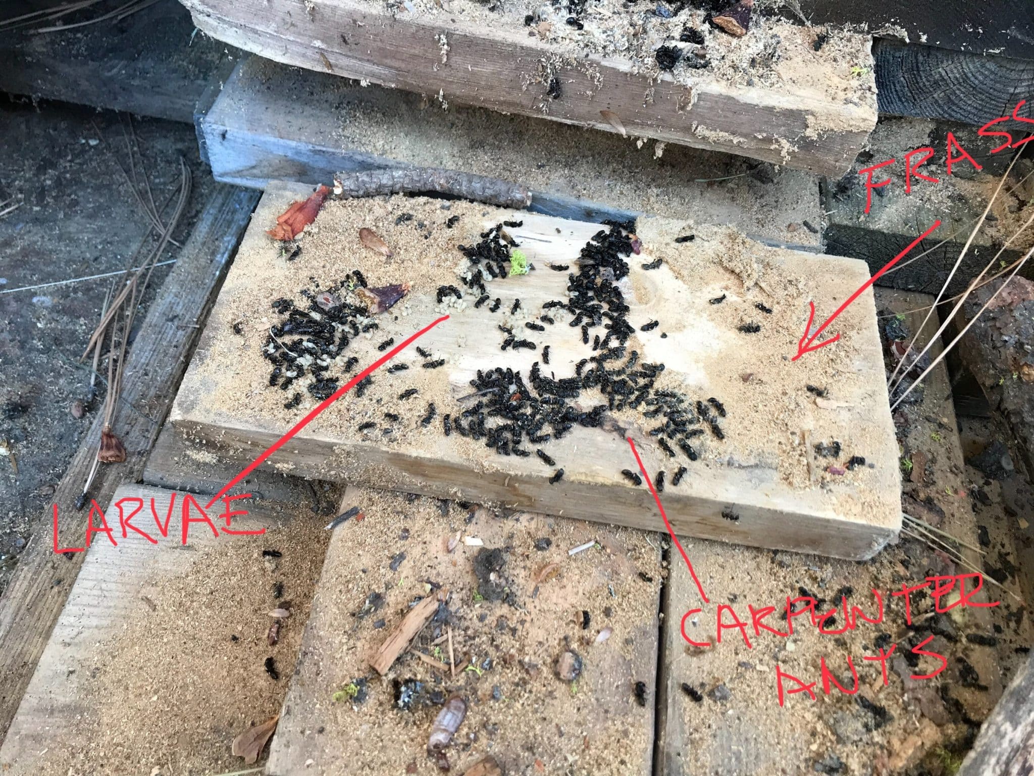 Carpenter Ant Damage & Control in Pacific Northwest