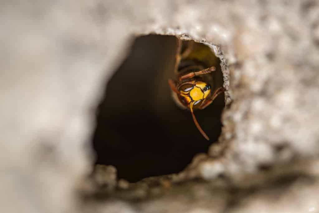 How Do I Get Rid of Ground Wasps?