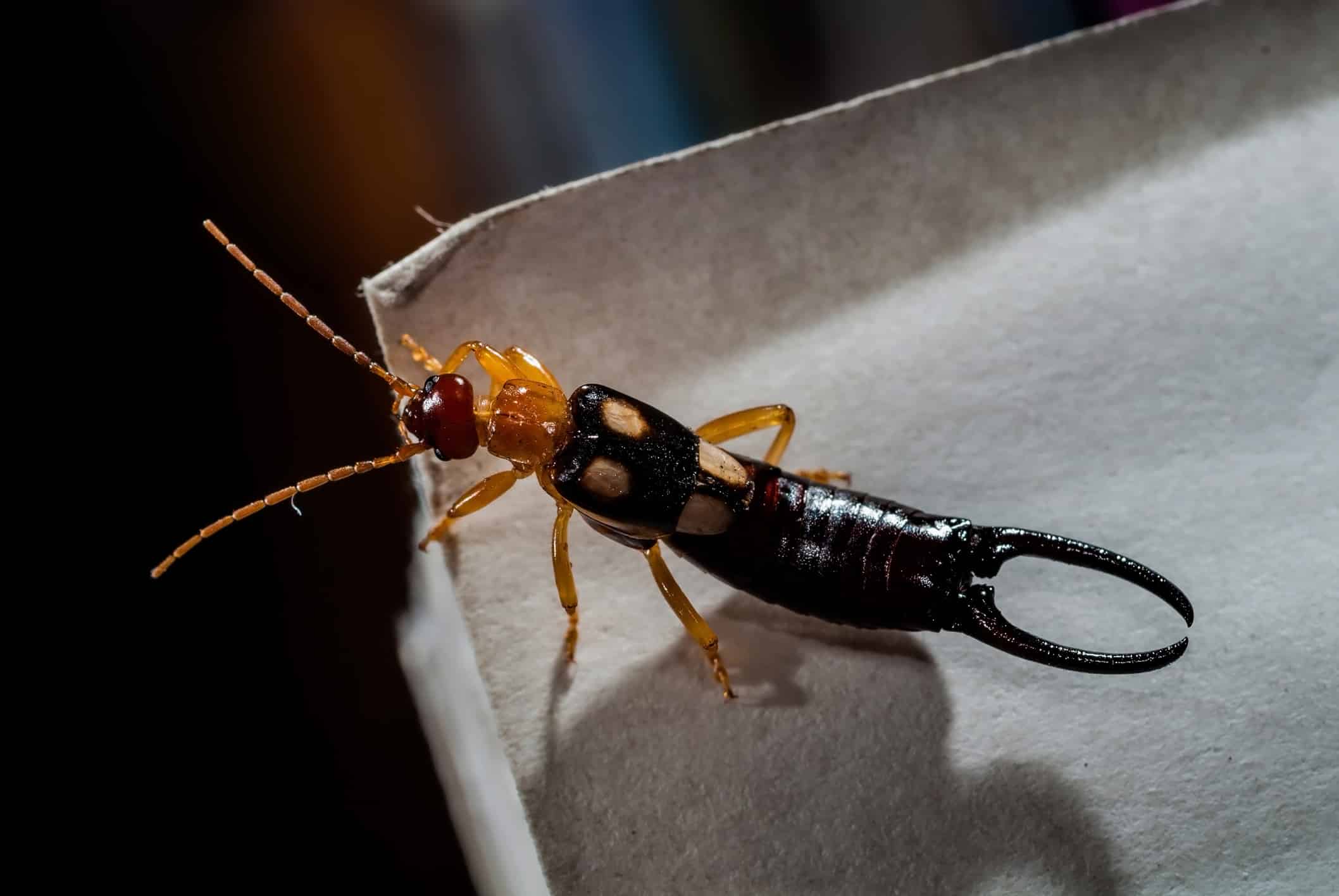 What You Need to Know About Earwigs - Cascade Pest Control