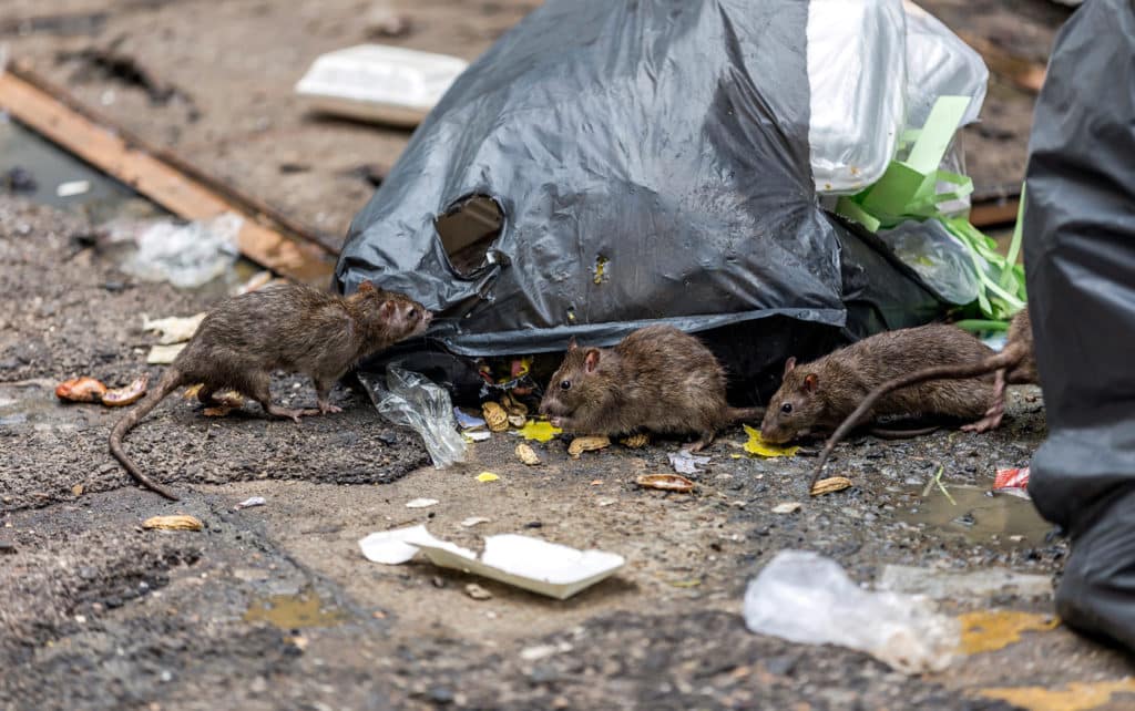 Rat Control & Extermination Services