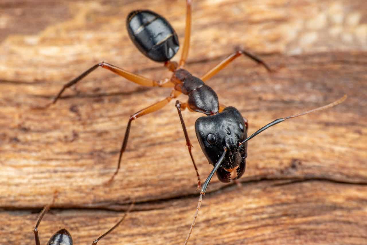 Which Ants Bite Cascade Pest Control