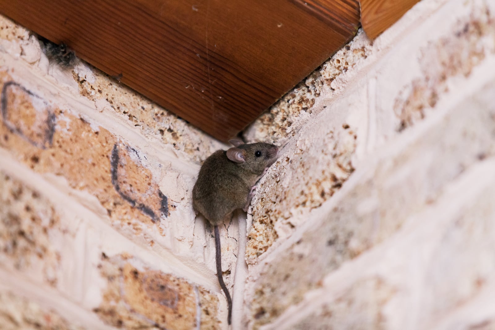 Mouse Control & Exterminator - Cascade Pest Control