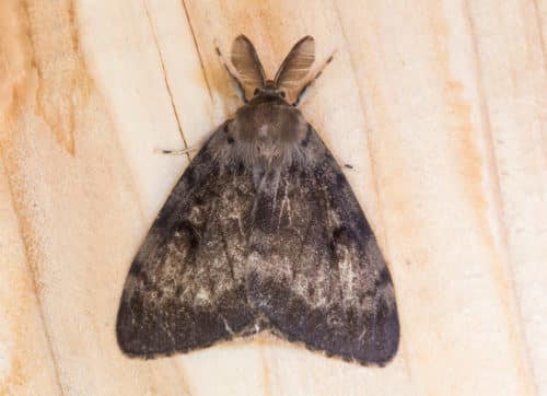 The Dangers of Gypsy Moths - Cascade Pest Control