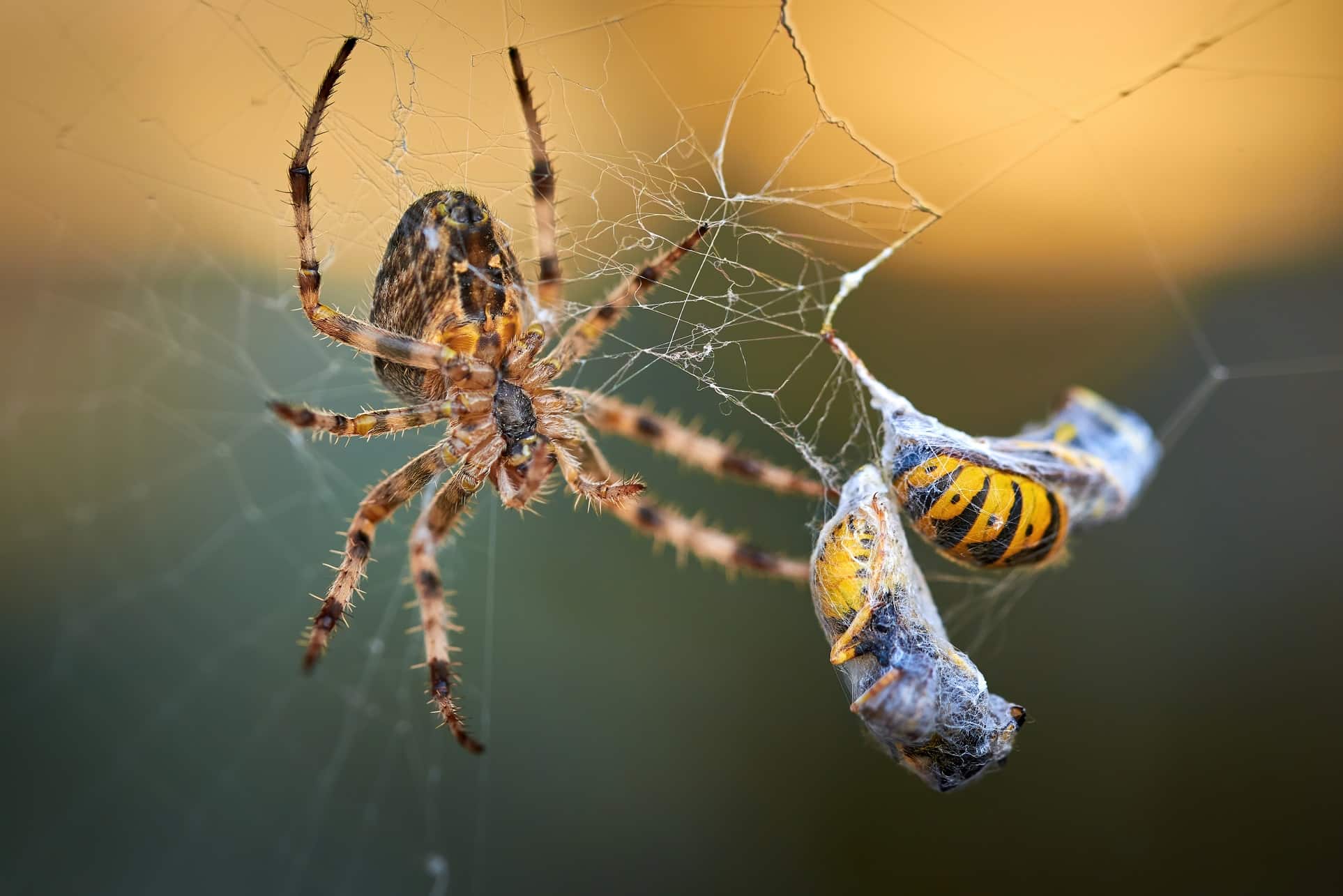 What & How Do Spiders Eat?