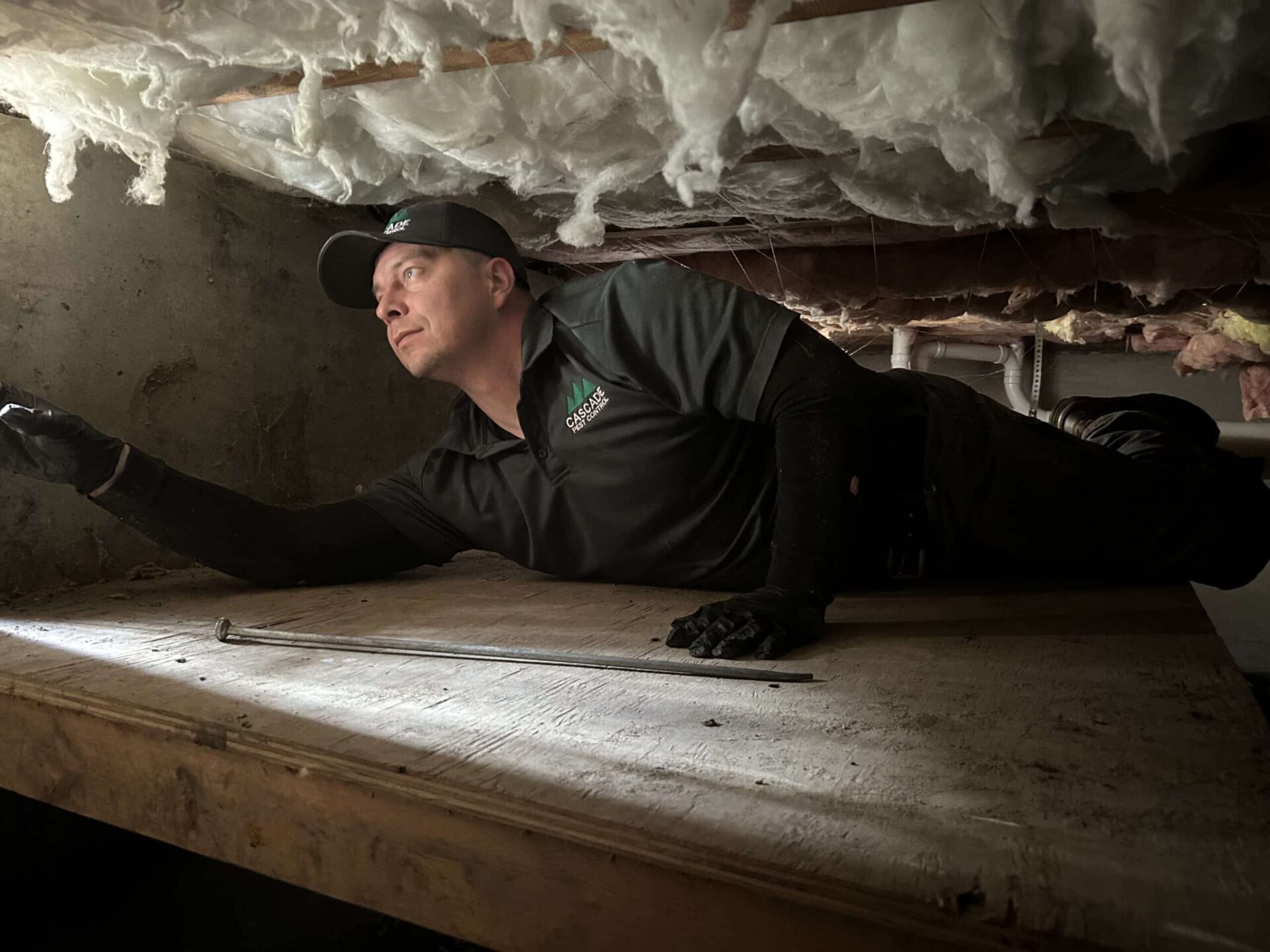 Seattle Pest, Rodent & Rat Control Services