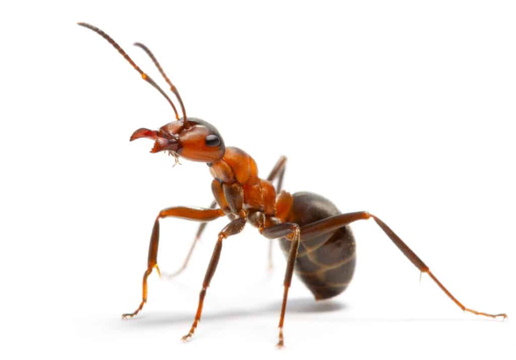 What is the Life Cycle of Ants?
