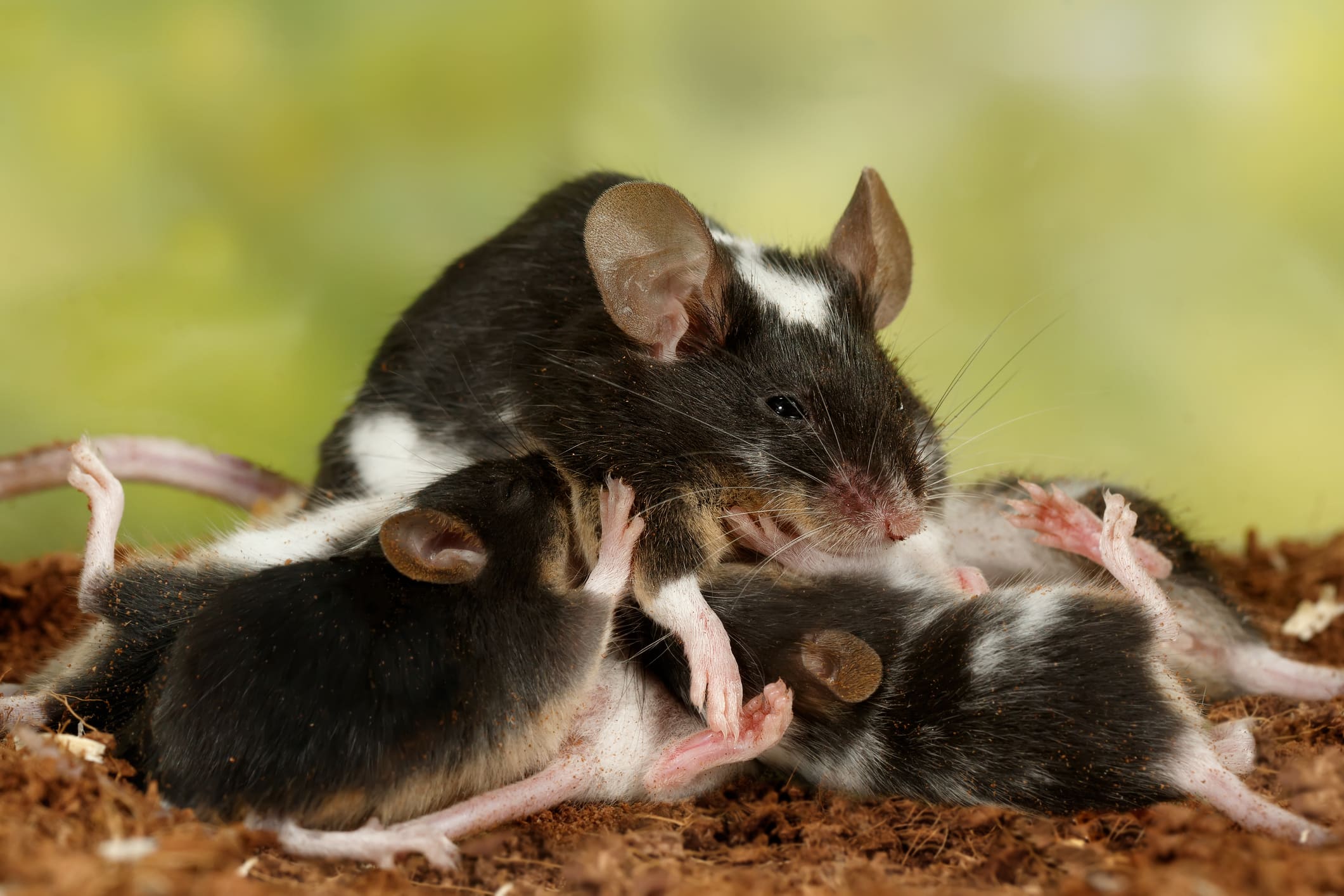 How Quickly Do Rodents Reproduce?