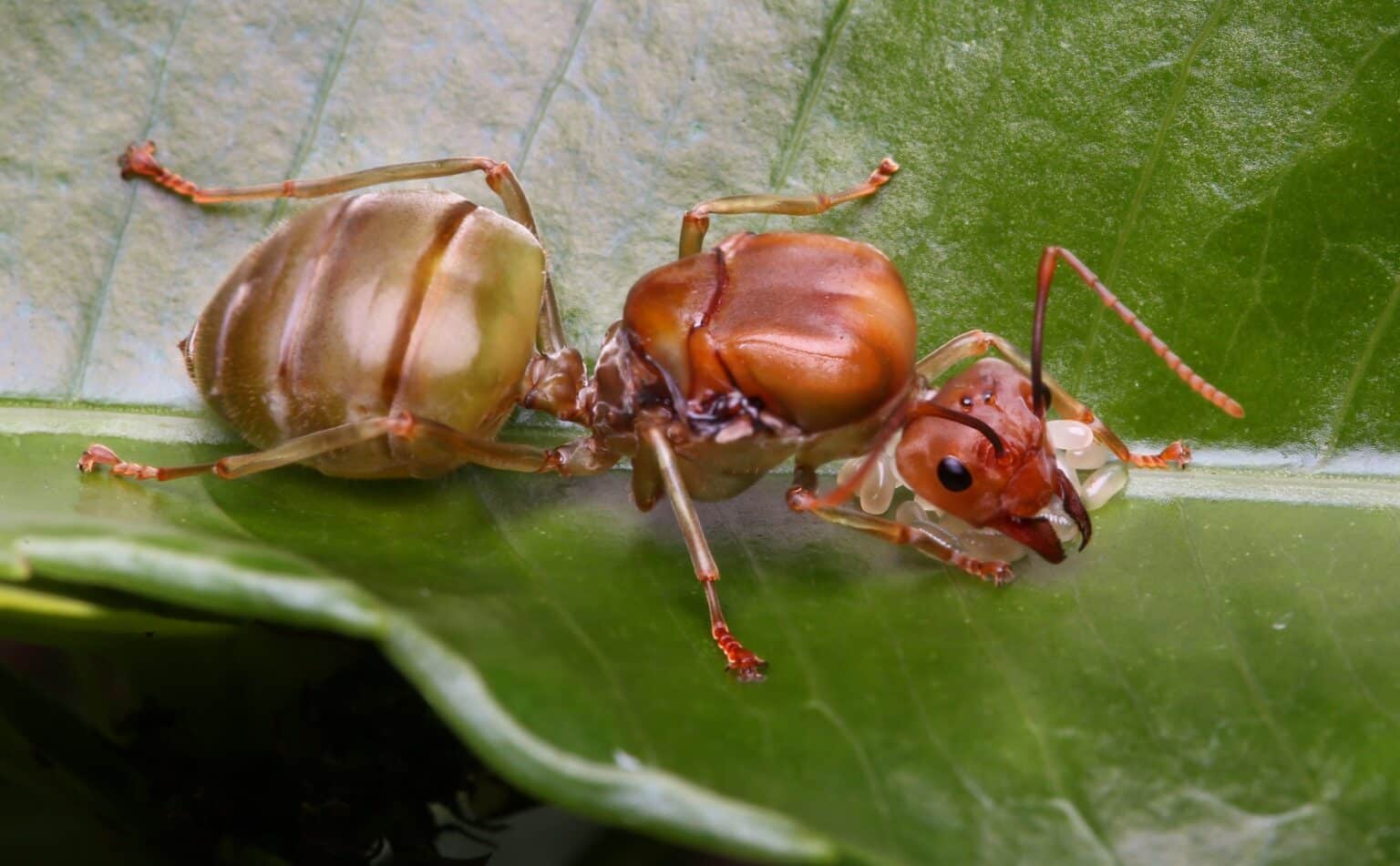 The Hierarchy of the Ant Colony: Queens vs Workers