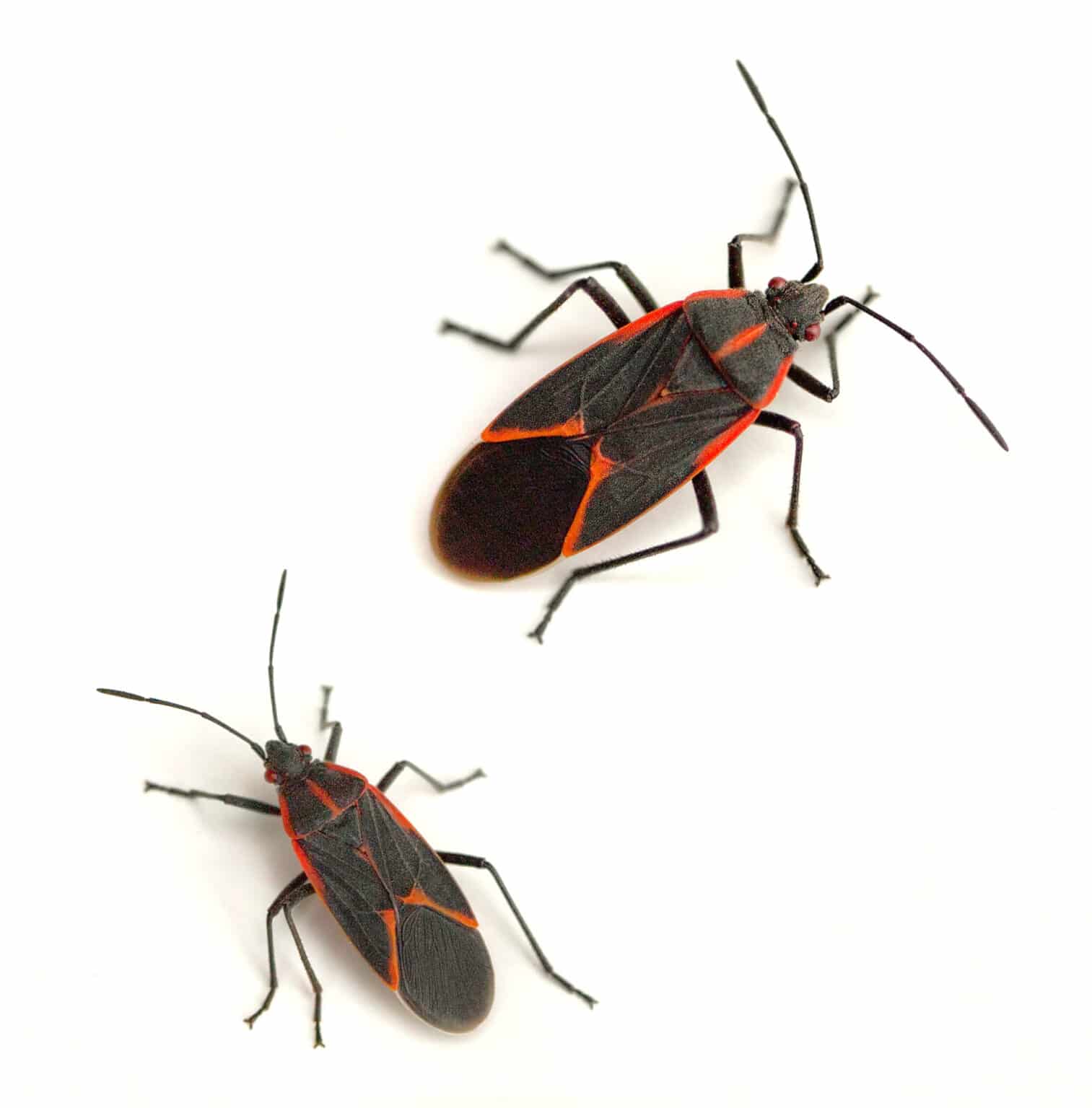Boxelder Bugs - What You Need to Know