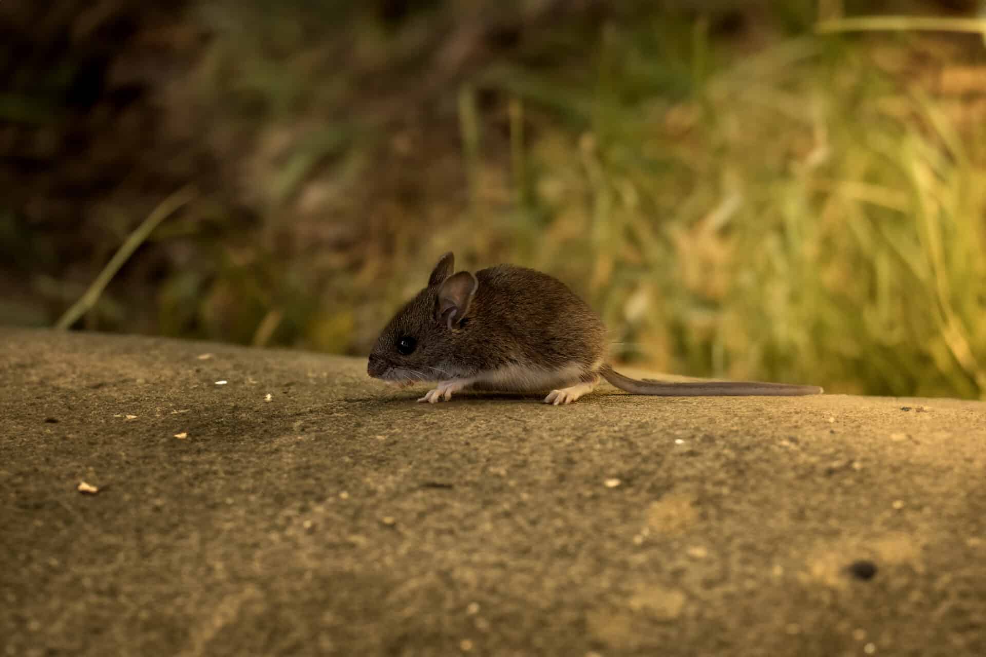Types of Mice in the Puget Sound Region