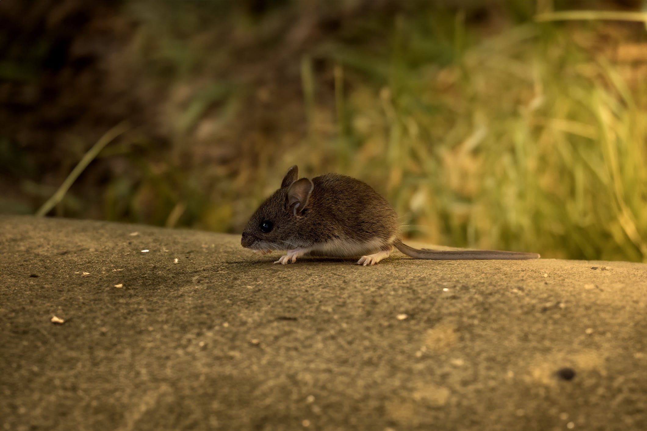 The Unexpected Role of Mice in Pacific Northwest Forests