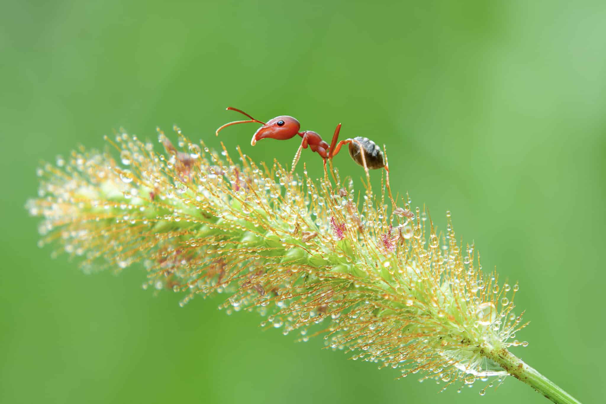 European Fire Ants in the Pacific Northwest