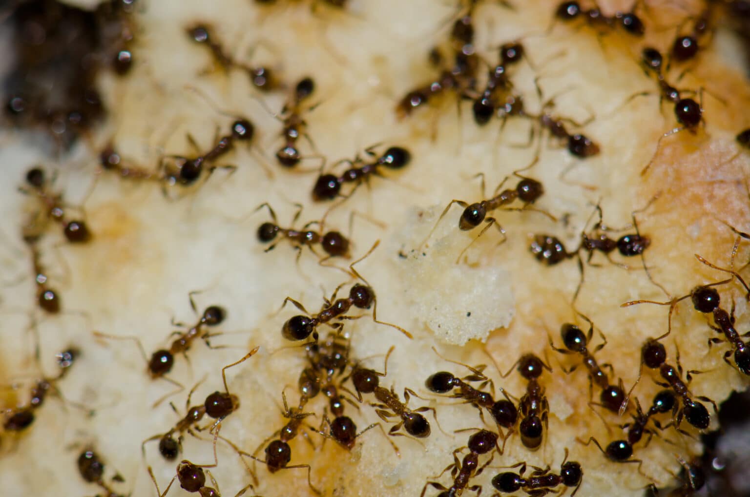 Argentine Ants: What to Know