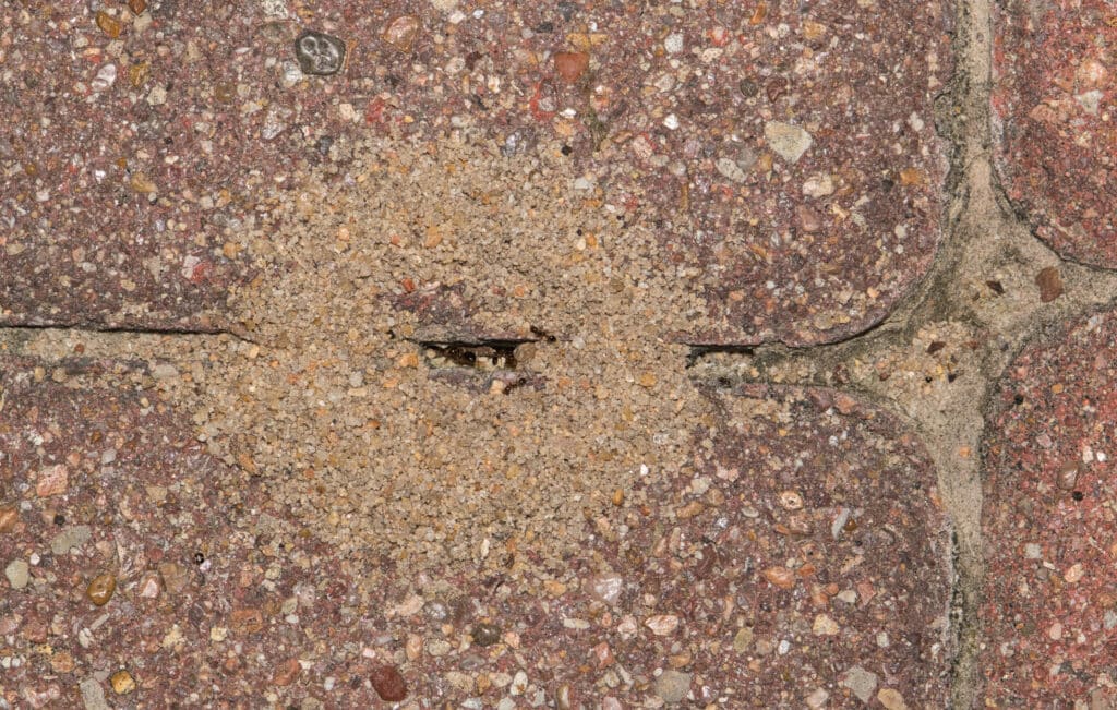 Pavement Ants: What to Know