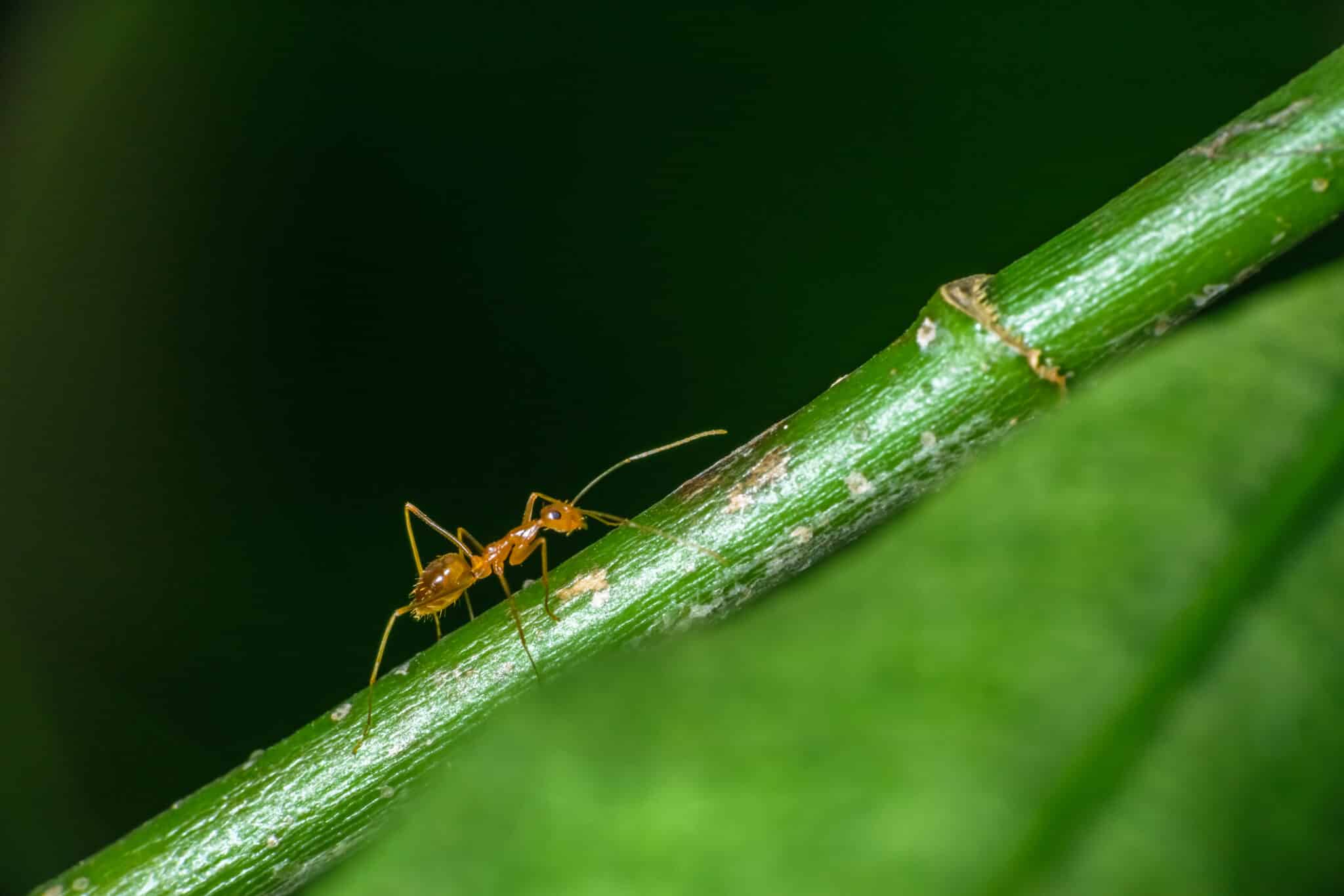 Pharaoh Ants: What to Know