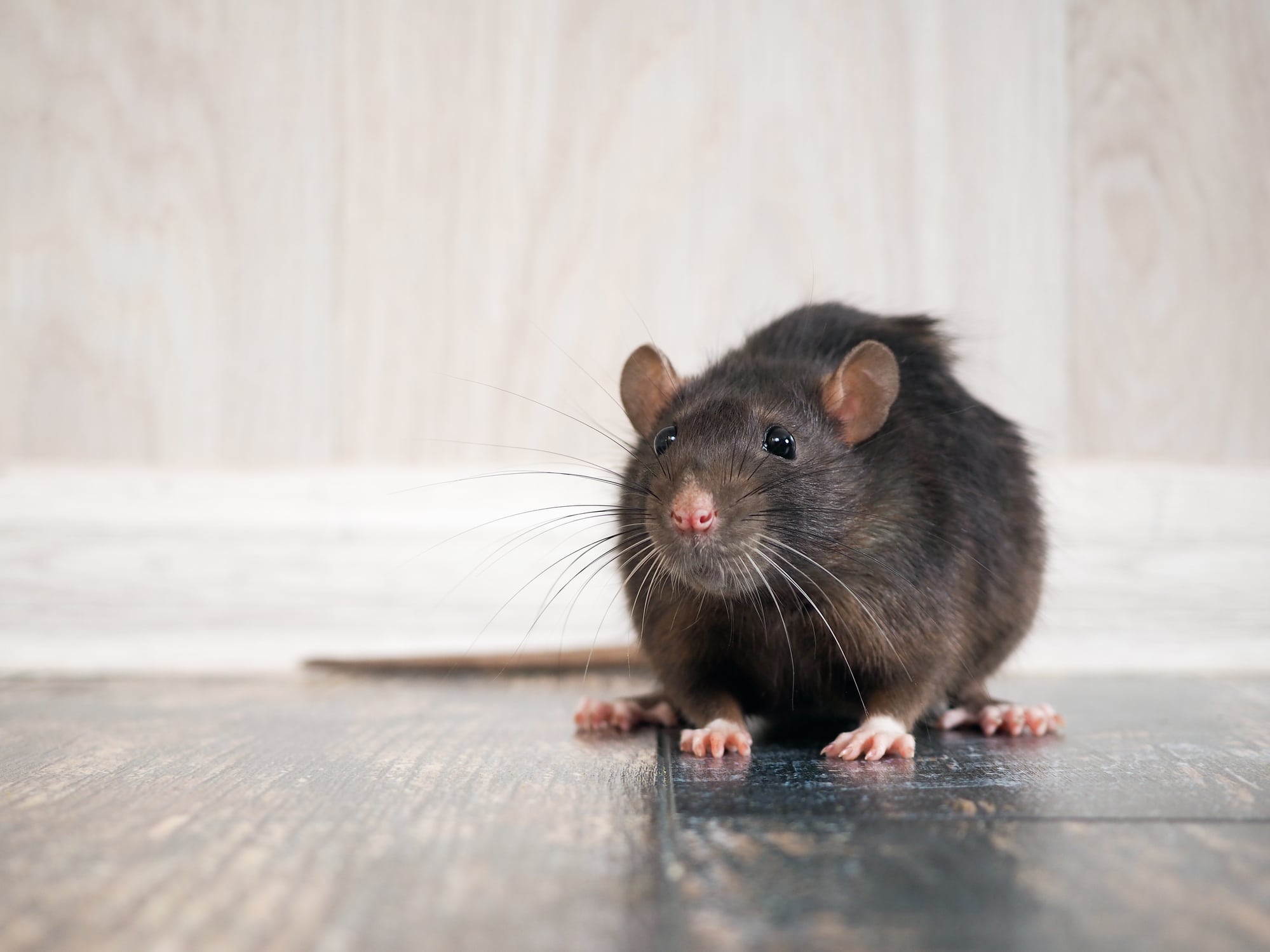 How Do Different Species of Rats Adapt to Various Environments