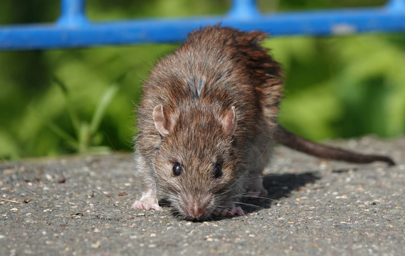 How Do Different Species of Rats Adapt to Various Environments
