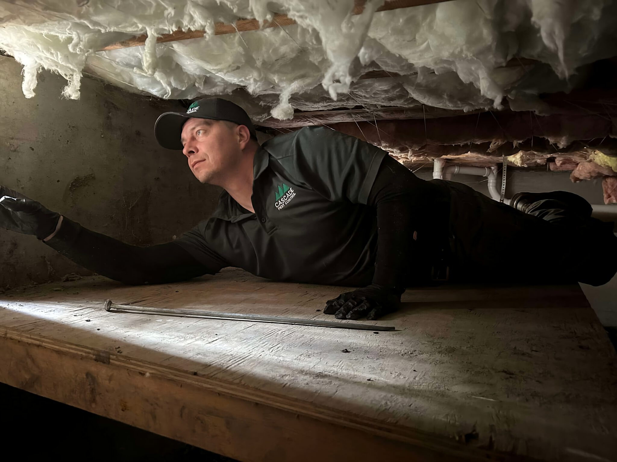 Expert Pest Control in Seattle, WA & Boise, ID Areas