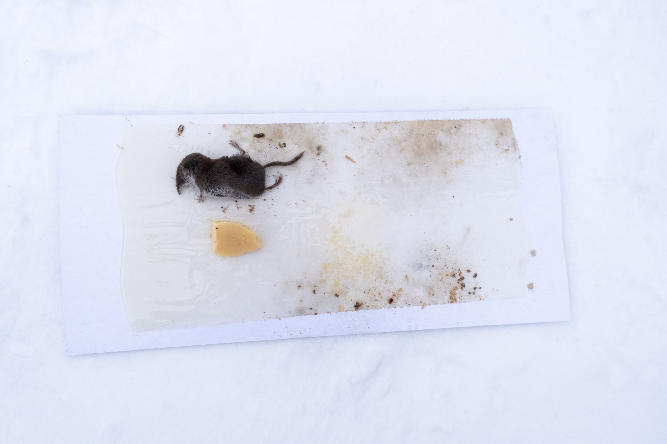 Pest Control Glue Traps Benefits & Concerns